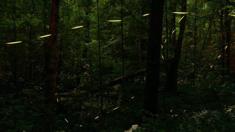Smoky Mountain Firefly Magic: Enchanting Synchronous Light Display ...
