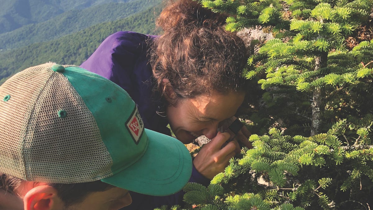 Discover Lichen Heaven: Exploring Nature's Hidden Botanical Treasures ...